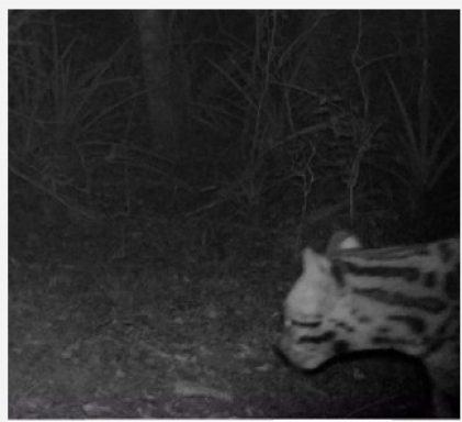 Apareció un ejemplar de "Ocelote" o "Gato Onza" en Santa Fe ...